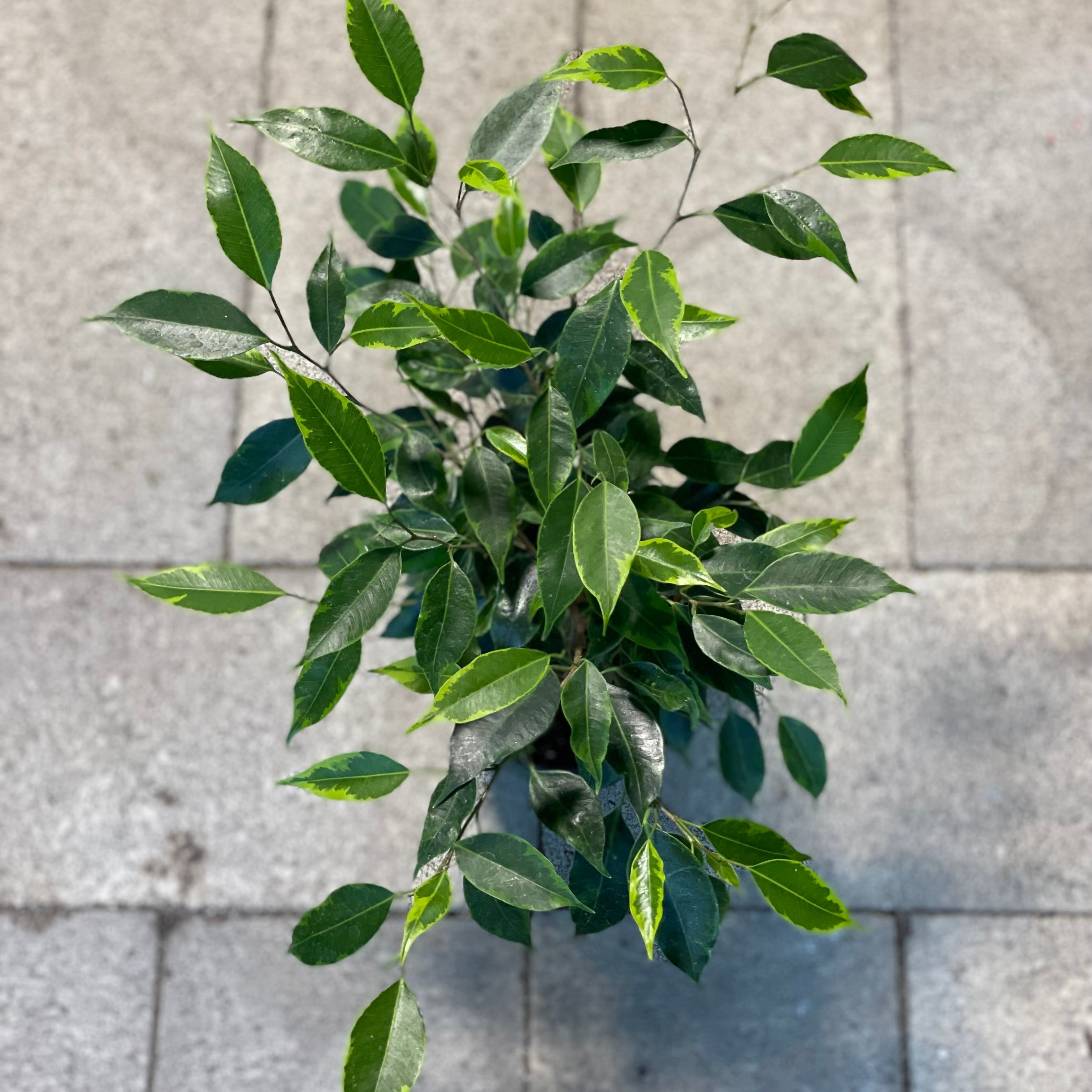 Ficus Benjamina Evergreen 6 inch – Plant Smiles Greenery