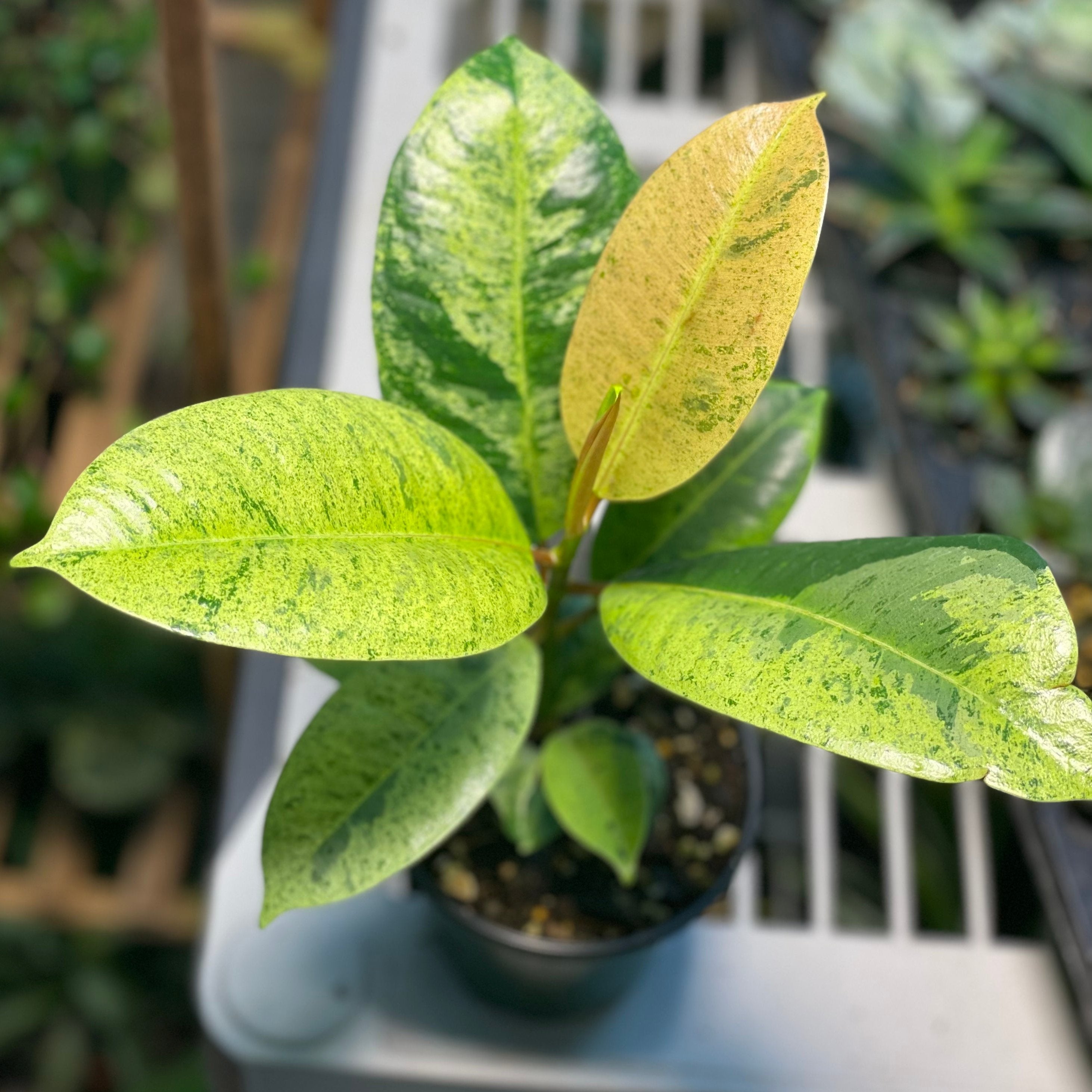 Ficus Moonshine 4 inch – Plant Smiles Greenery