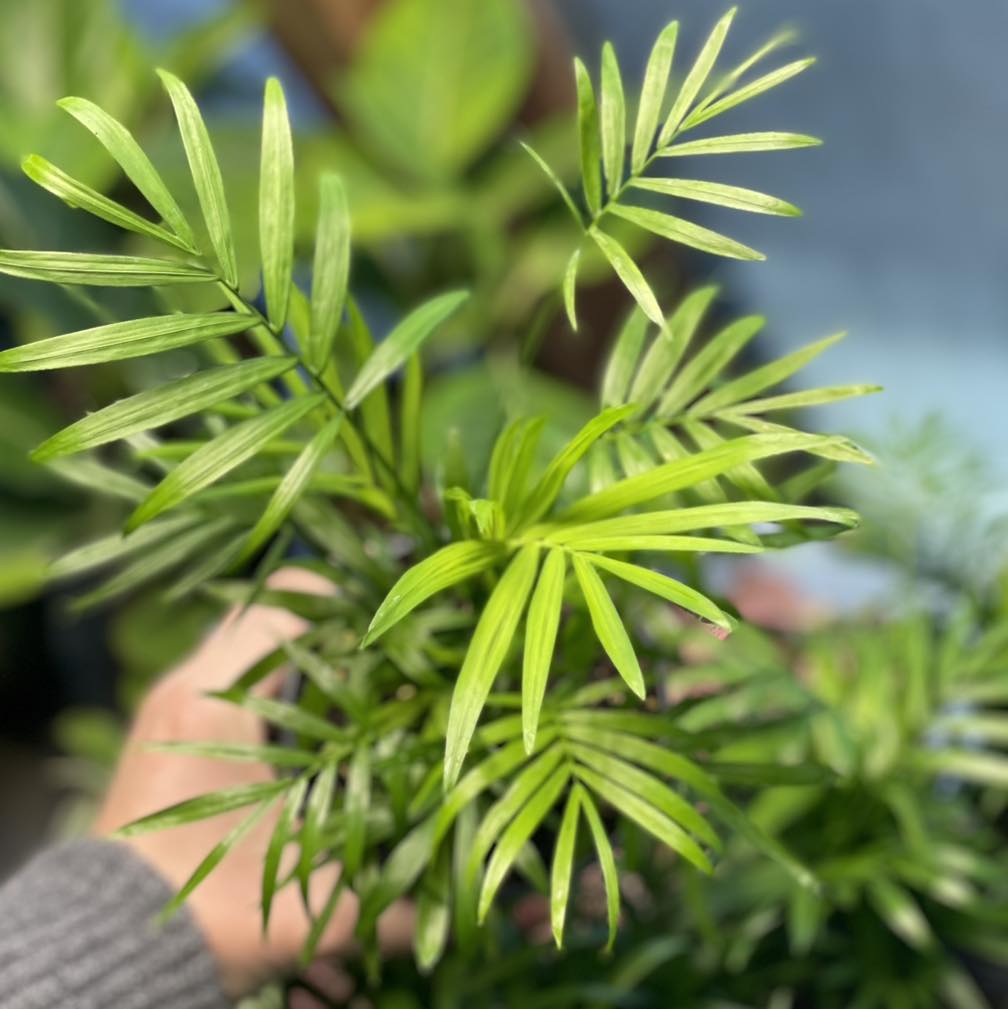 Neanthabella Parlor Palm 4 inch – Plant Smiles Greenery